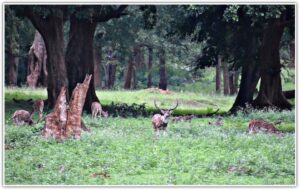 Why Betla National Park Is Jharkhand’s Best-Kept Wildlife Secret
