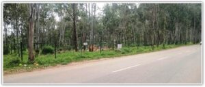 List Of 40 Famous Forests In India To Visit