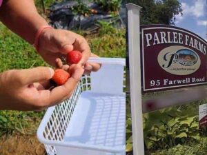 17 Best Strawberry Picking Farms In Massachusetts (PYO) 2026
