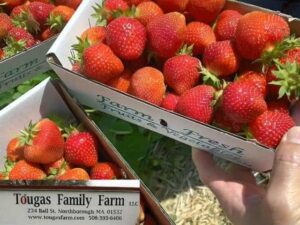 17 Best Strawberry Picking Farms In Massachusetts (PYO) 2026