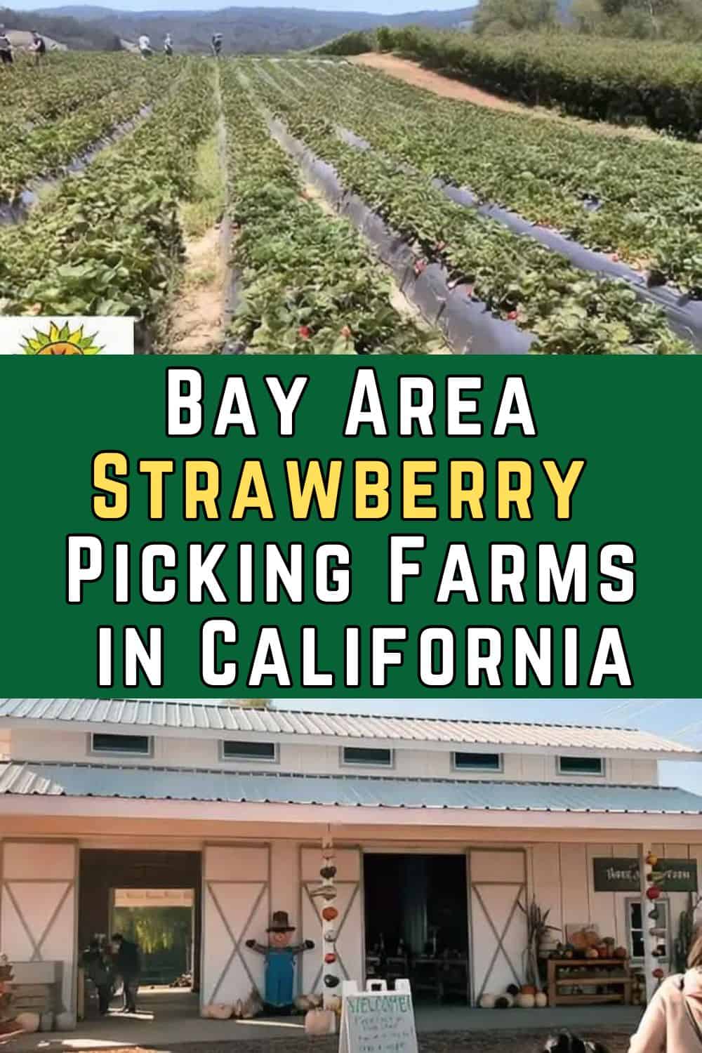 11 Best Bay Area Strawberry Picking Farms In California (PYO) 2026